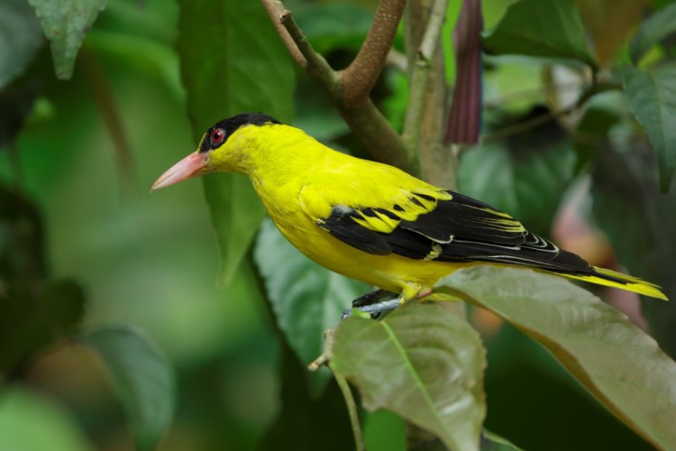 New rare Asian birds at Jurong Bird Park - Weekender