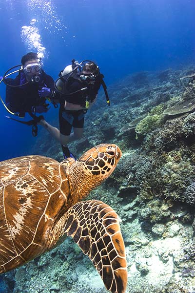 Dreamy Diving Destinations & Tips - Weekender.Com.Sg