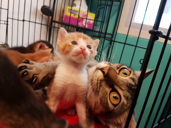 Baby orphan Garrett with foster Mama Poppy - Weekender.Com.Sg