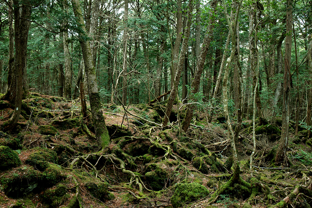 #BucketList: Dare You Enter Japan's Suicide Forest? - Weekender.Com.Sg