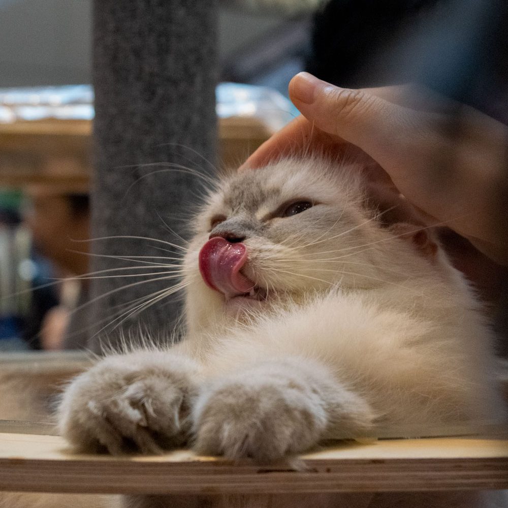 Meow～Singapore Cat Festival 2023 Is Back! - Weekender.Com.Sg