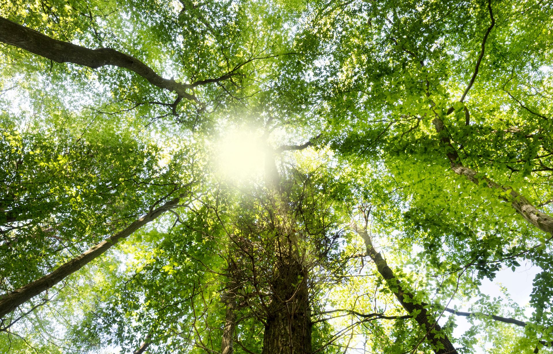 5 Ways To Embrace Holistic Natural Wellness To Promote Health, Vitality ...