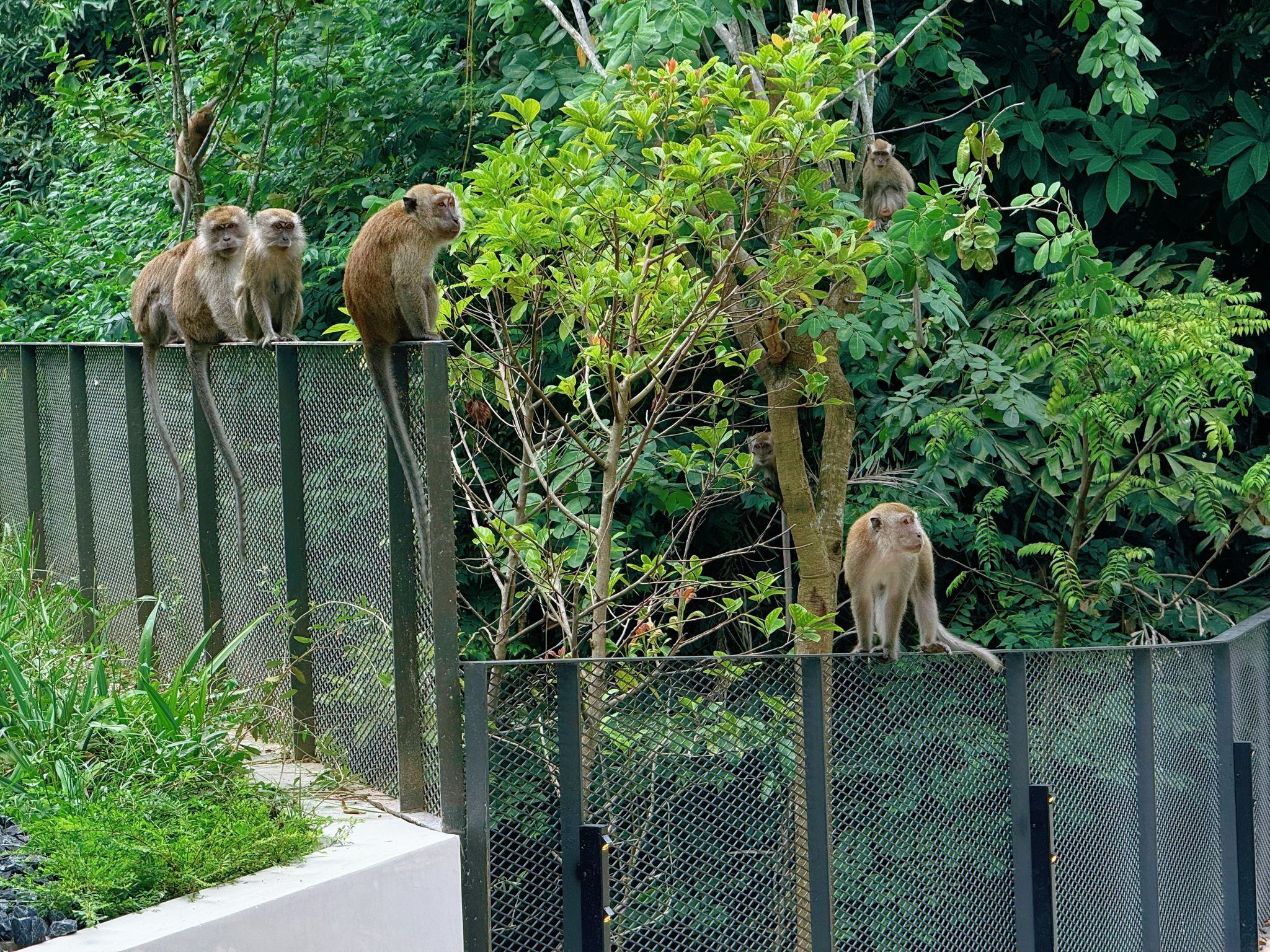 A Luxurious Rainforest Escape Awaits At Mandai Rainforest Resort By ...